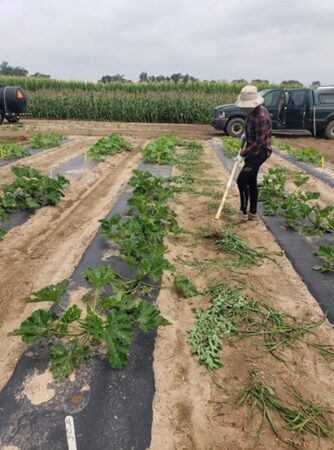 Weed Management Strategies for Vegetable Farms | Purdue University ...
