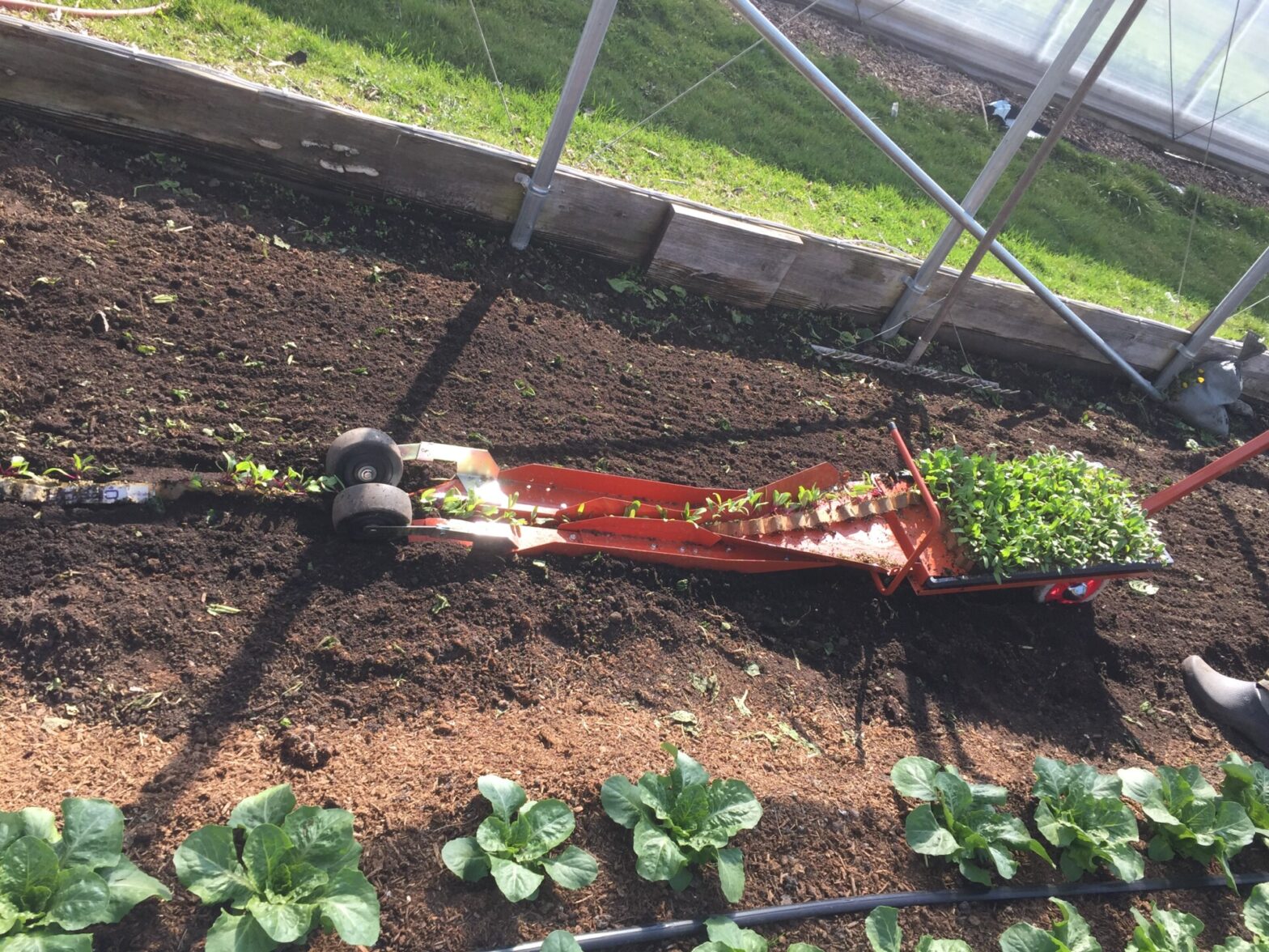 Planning for Fall and Winter Production in High Tunnels | Purdue ...