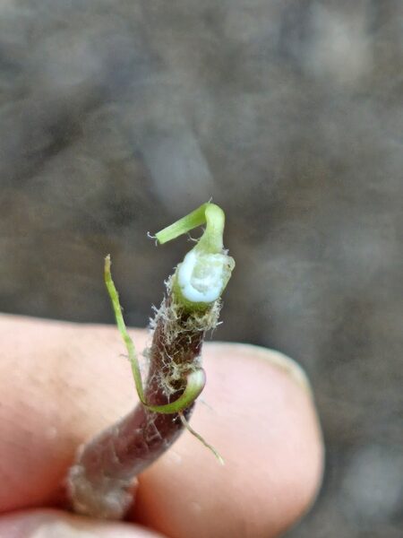 Weed Spotlight: Dandelion | Purdue University Vegetable Crops Hotline