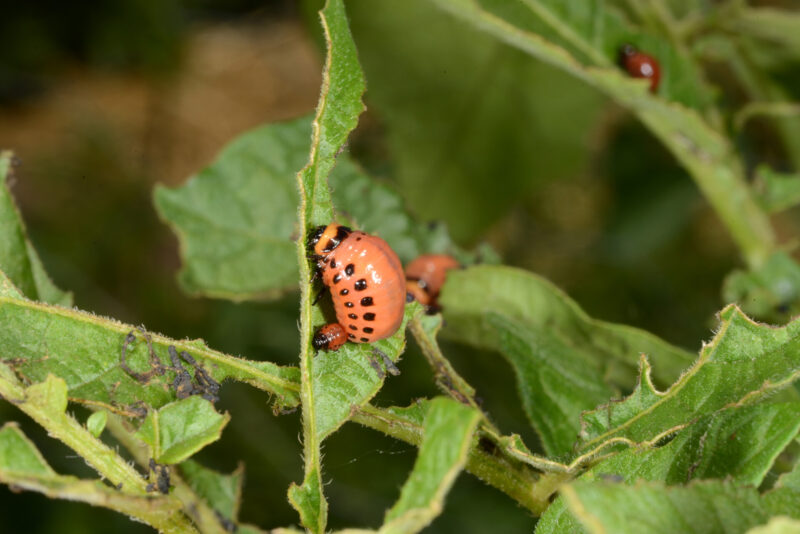 Potato Pests Abundant in Northern Indiana in late May | Purdue University Vegetable Crops Hotline