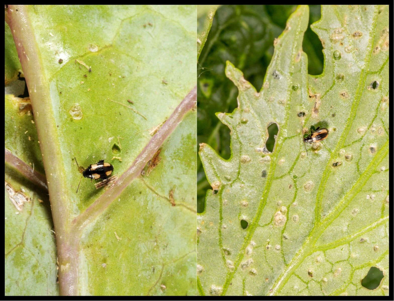 Insect Spotlight: Flea Beetles | Purdue University Vegetable Crops Hotline