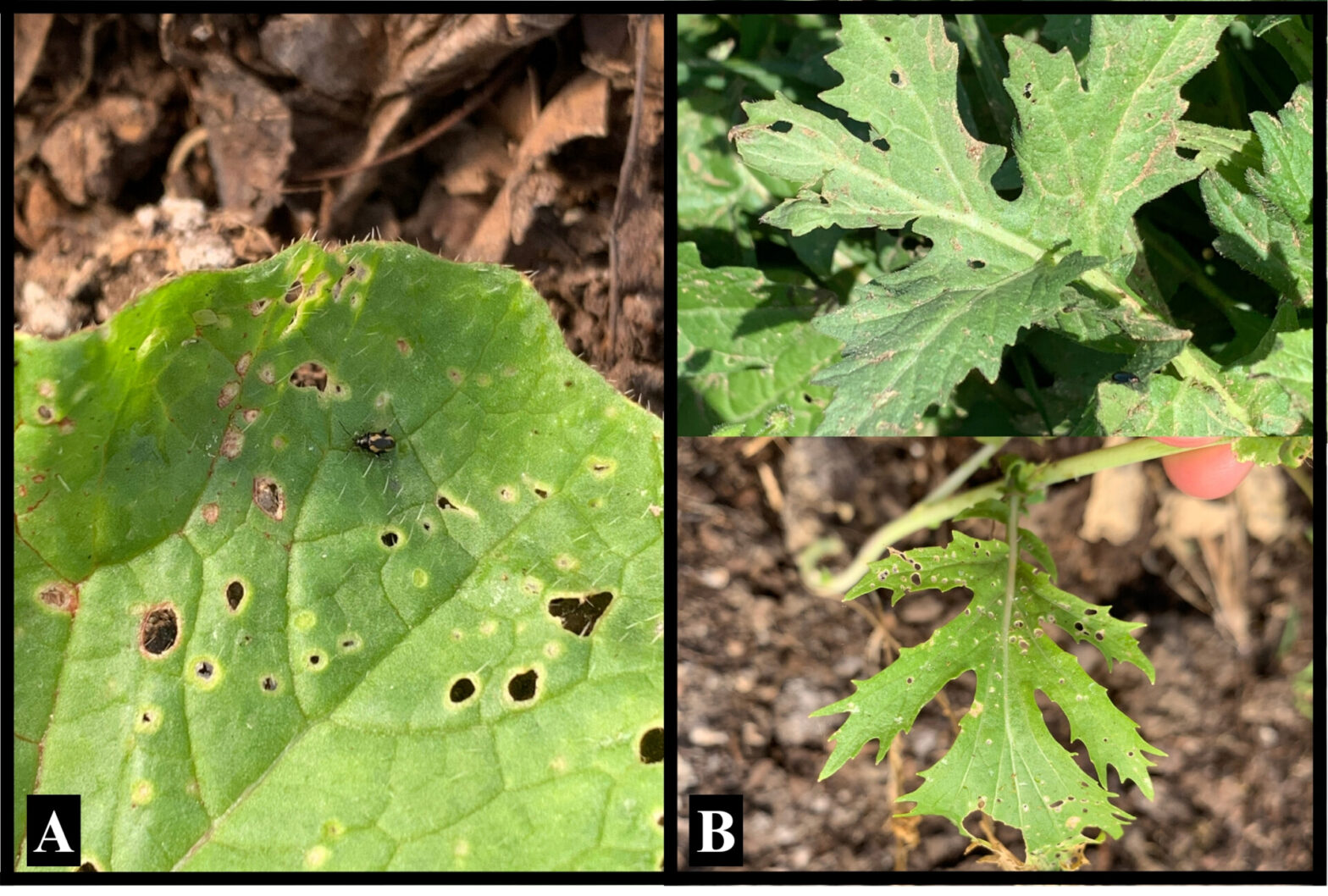 Insect Spotlight: Flea Beetles | Purdue University Vegetable Crops Hotline