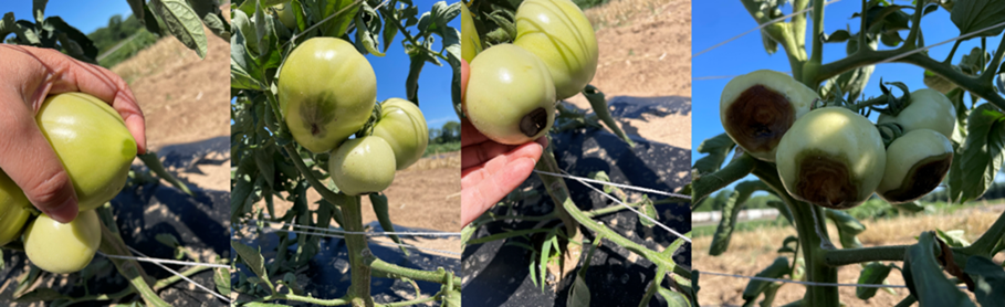 Fruiting Vegetable Responses to Drought Stress | Purdue University ...