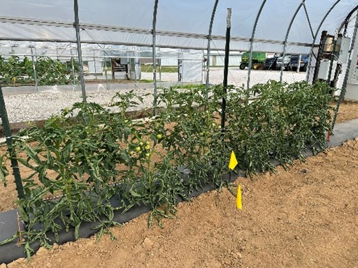 Fruiting Vegetable Responses to Drought Stress | Purdue University ...