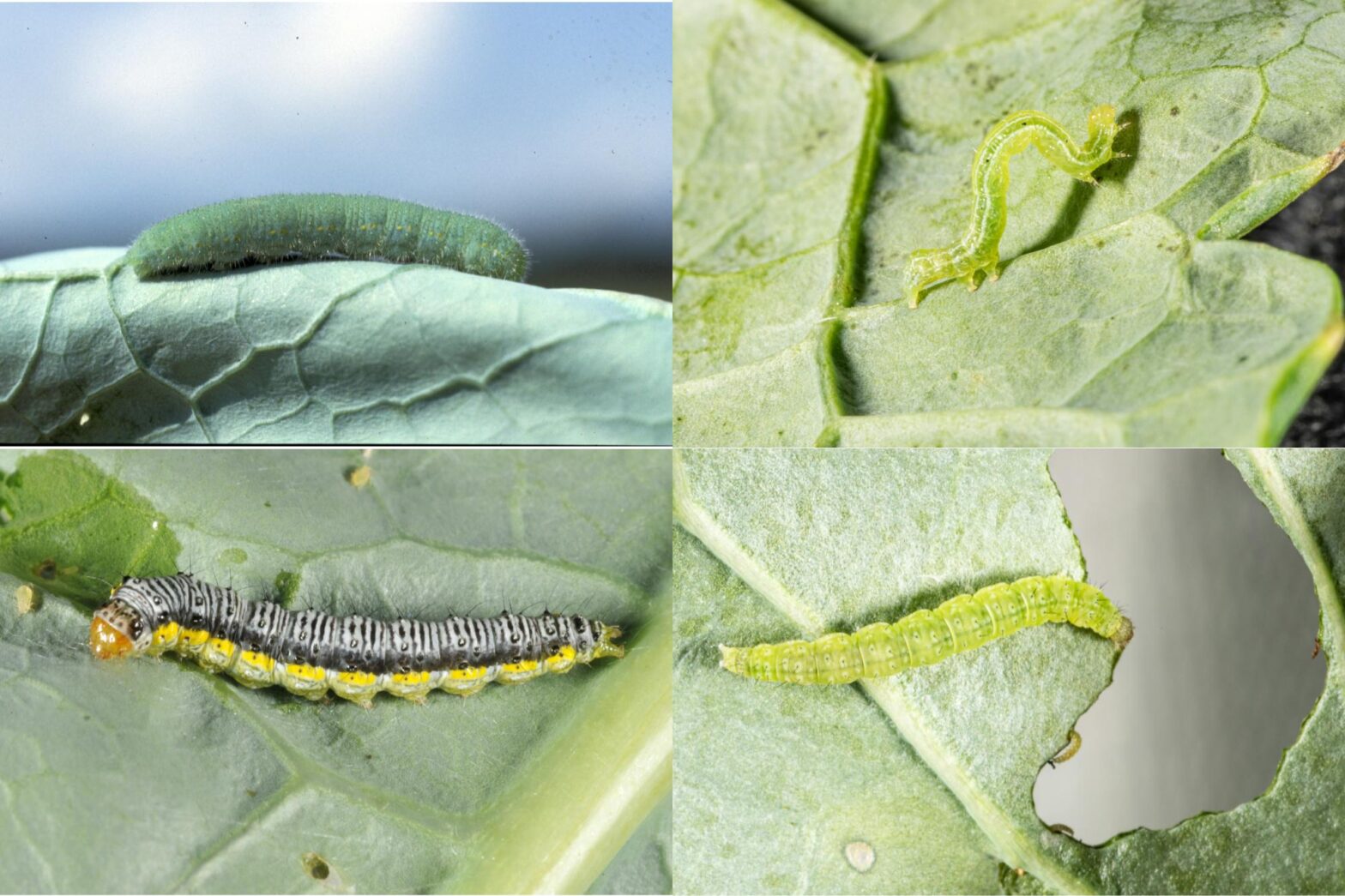 Insect Spotlight: Cabbage White Butterfly (Pieris rapae) | Purdue ...