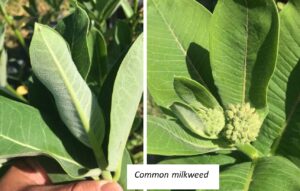 Weed Spotlight: Common Milkweed | Purdue University Vegetable Crops Hotline