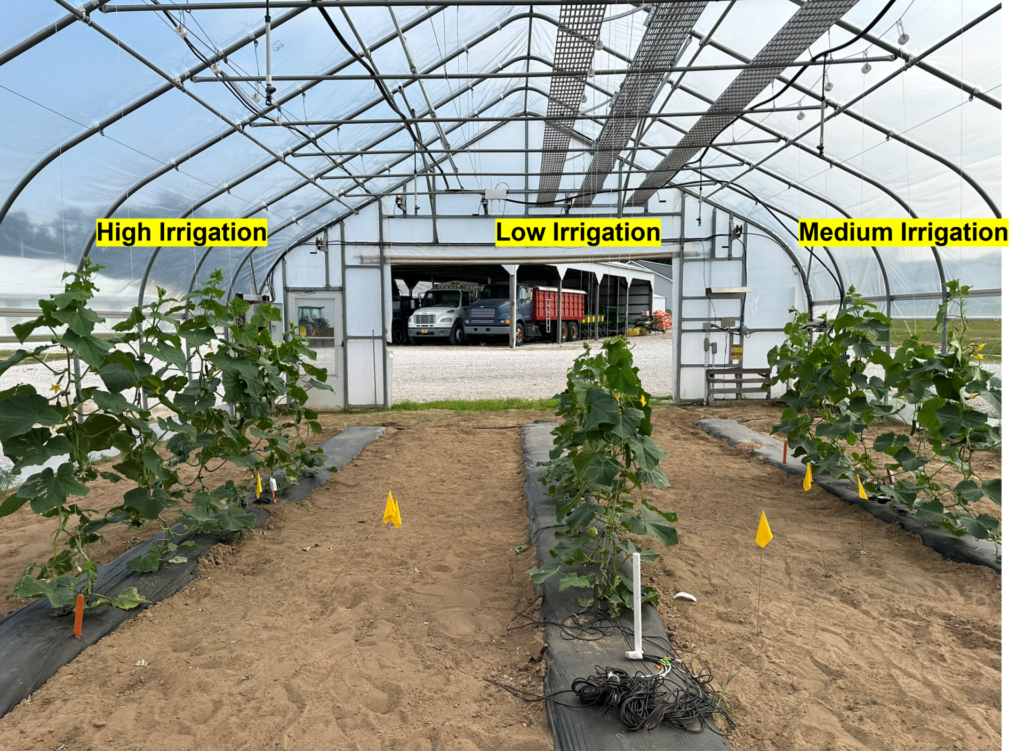 Fruiting Vegetable Responses to Drought Stress | Purdue University ...