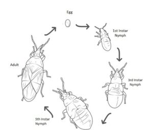 Insect Spotlight: The Minute Pirate Bug – A Key Predator | Purdue ...