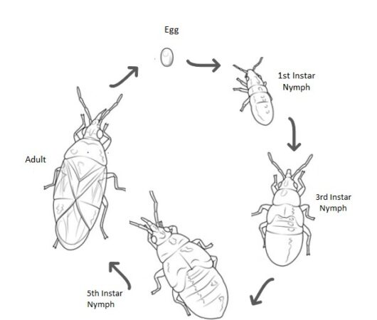 Insect Spotlight: The Minute Pirate Bug – A Key Predator | Purdue ...