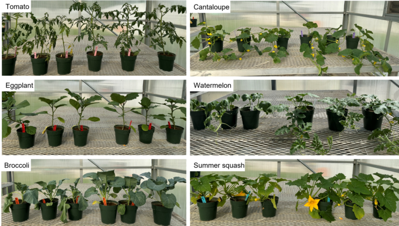 Vegetable Responses to Waterlogging Stress | Purdue University ...