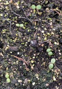 Weed Sptolight: Common Ragweed | Purdue University Vegetable Crops Hotline