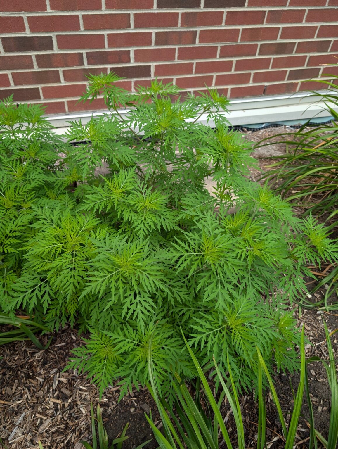 Weed Sptolight: Common Ragweed | Purdue University Vegetable Crops Hotline