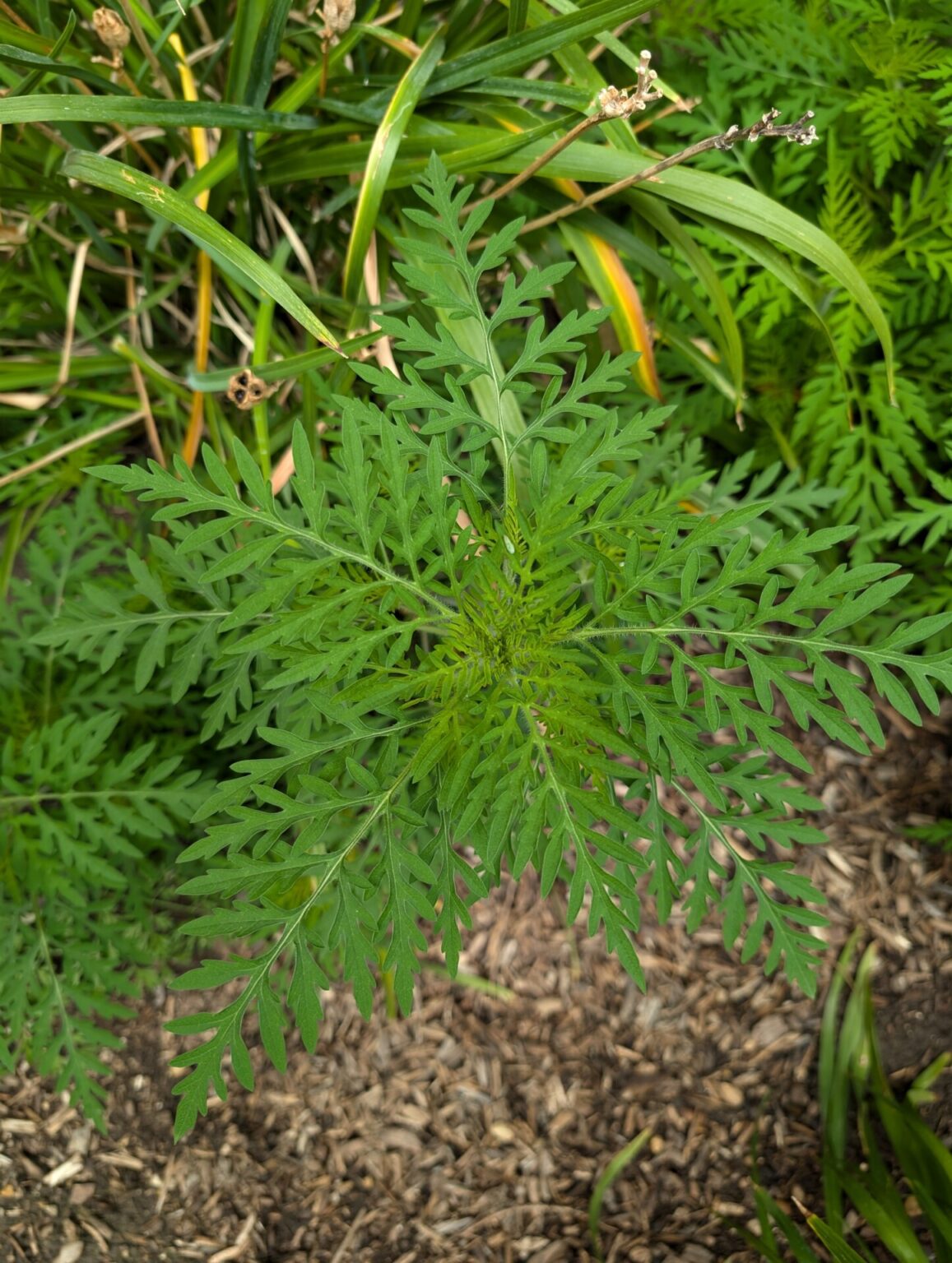Weed Sptolight: Common Ragweed | Purdue University Vegetable Crops Hotline