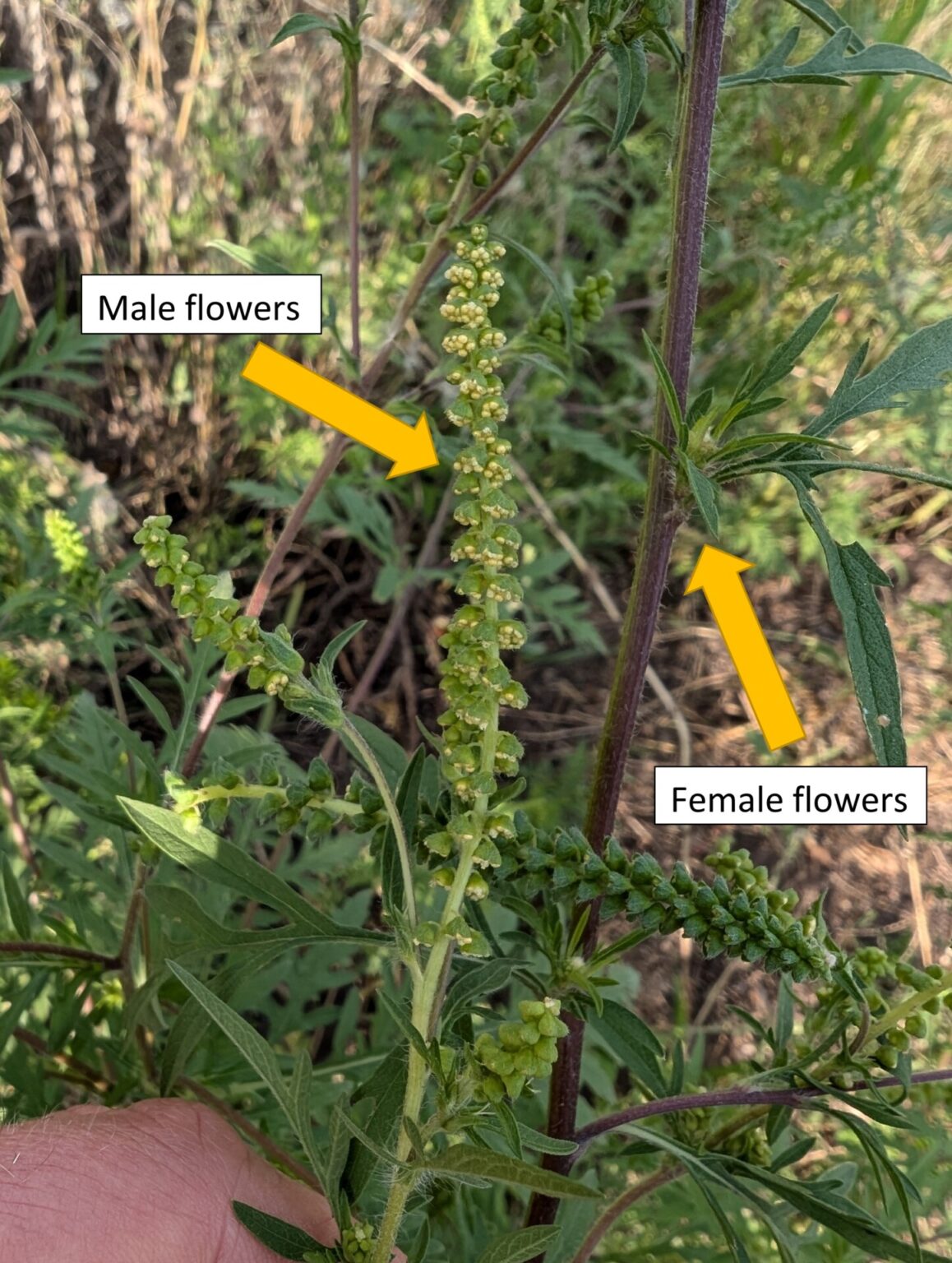Weed Sptolight: Common Ragweed | Purdue University Vegetable Crops Hotline