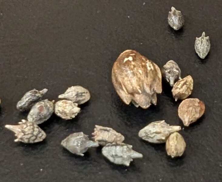 Weed Sptolight: Common Ragweed | Purdue University Vegetable Crops Hotline