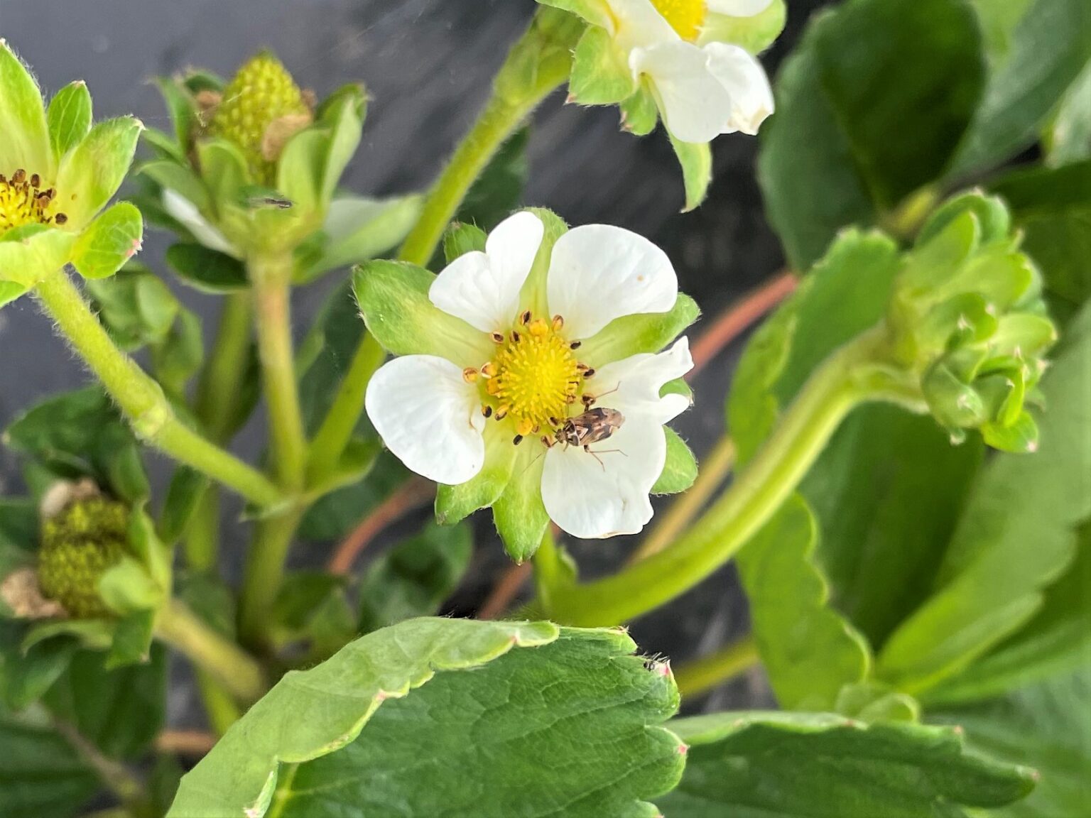 Insect Spotlight: Lygus Bugs | Purdue University Vegetable Crops Hotline