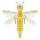 Insect Spotlight: Thrips | Purdue University Vegetable Crops Hotline