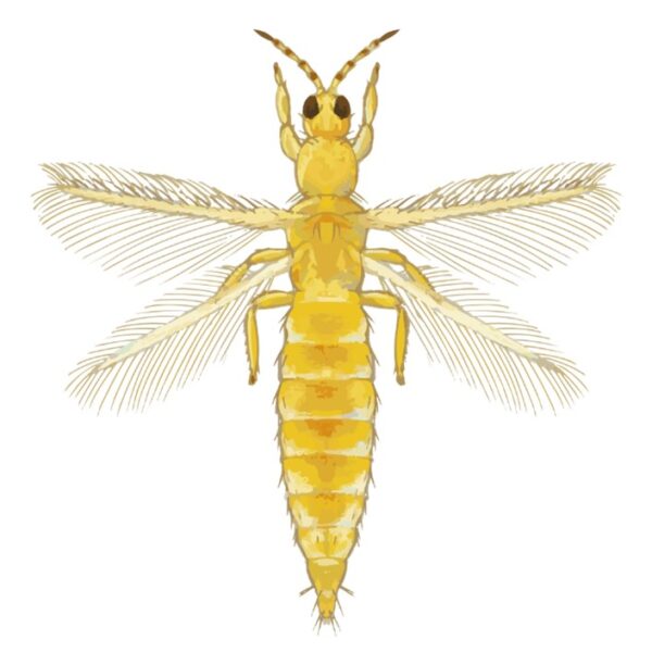 Insect Spotlight: Thrips | Purdue University Vegetable Crops Hotline