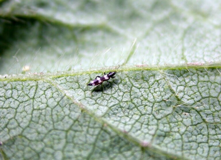 Insect Spotlight: Thrips | Purdue University Vegetable Crops Hotline