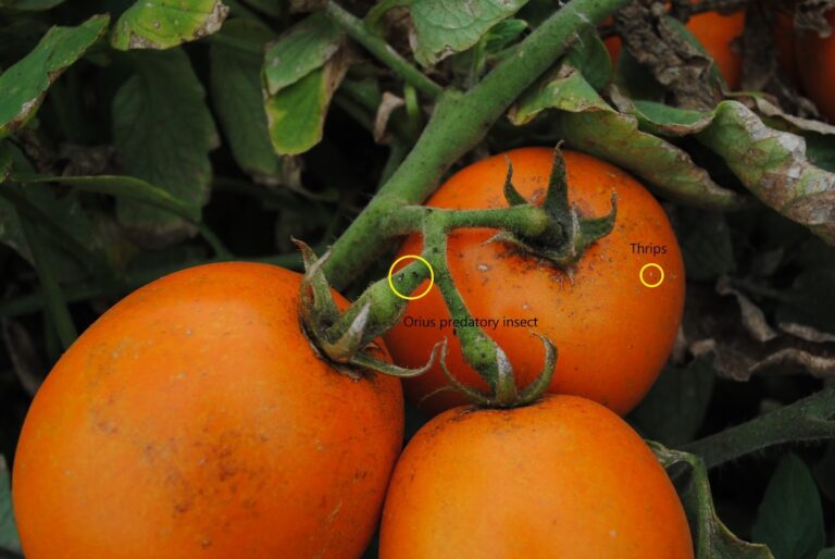 Insect Spotlight: Thrips | Purdue University Vegetable Crops Hotline