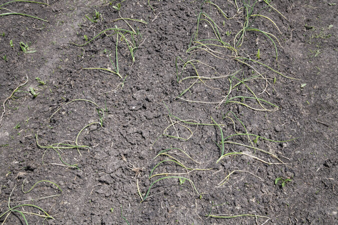 Insect Spotlight: Seedcorn Maggot | Purdue University Vegetable Crops ...