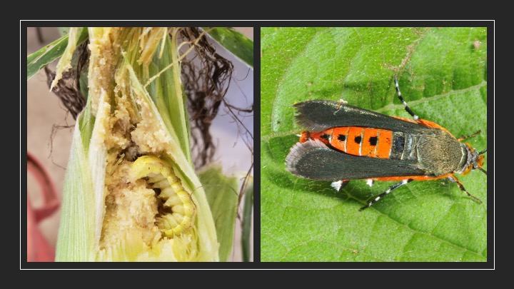 Insect Trapping Updates | Purdue University Vegetable Crops Hotline