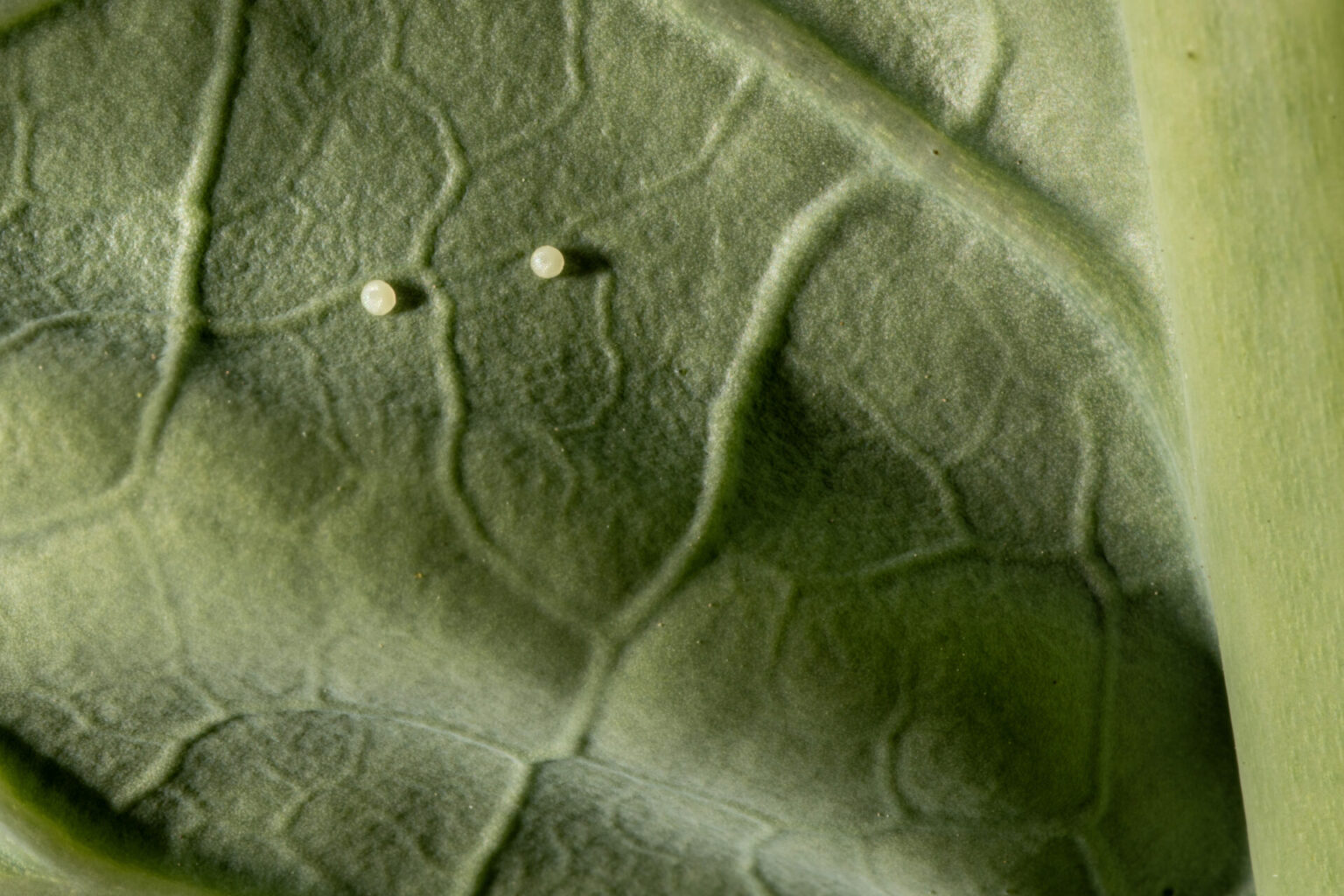Insect Spotlight: Cabbage Looper | Purdue University Vegetable Crops ...