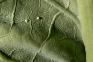 Insect Spotlight: Cabbage Looper | Purdue University Vegetable Crops ...