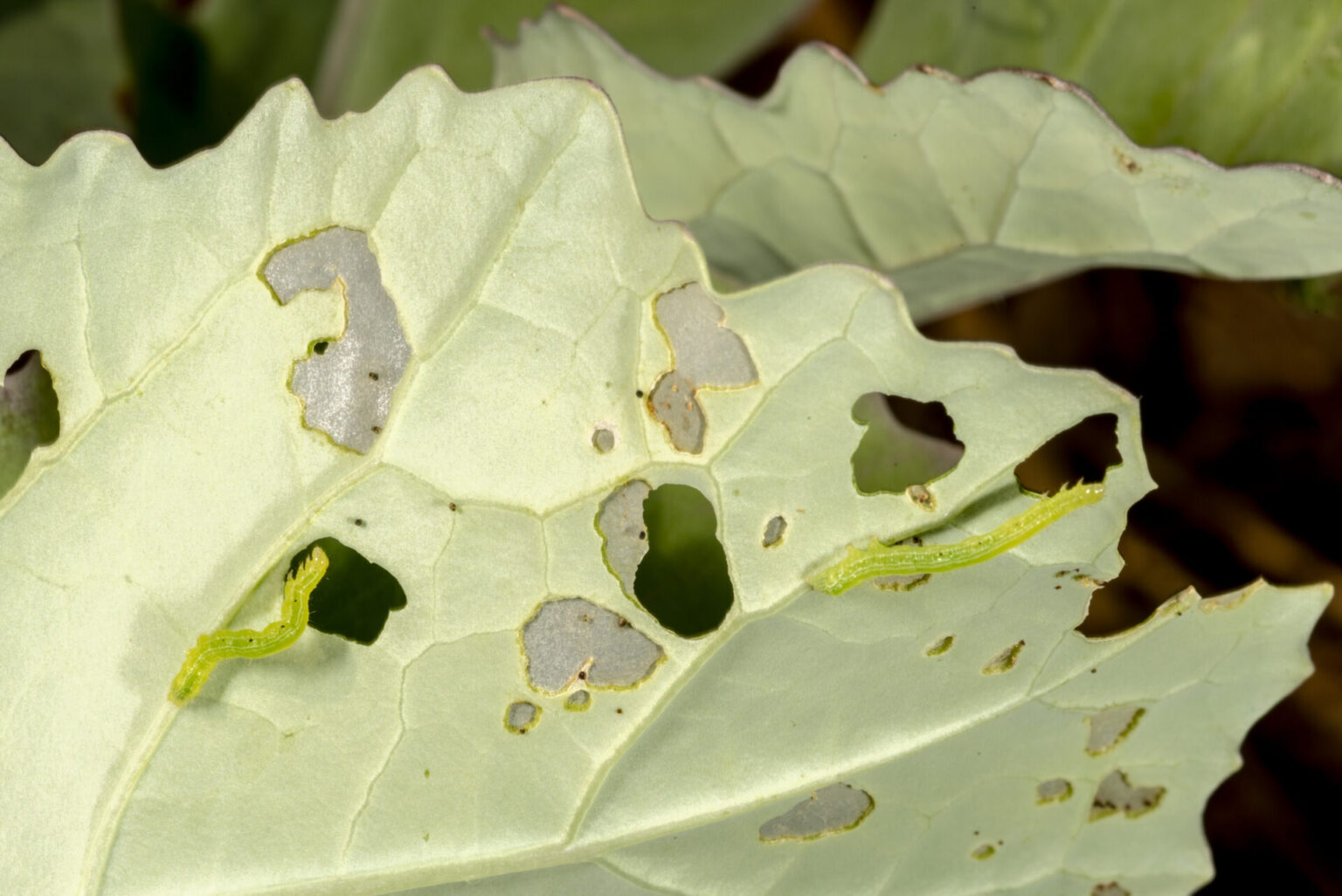 Insect Spotlight: Cabbage Looper | Purdue University Vegetable Crops ...