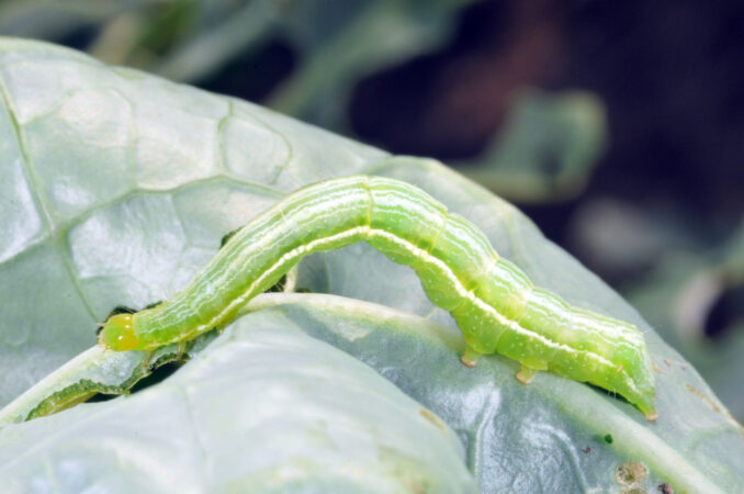 Insect Spotlight: Cabbage Looper | Purdue University Vegetable Crops ...