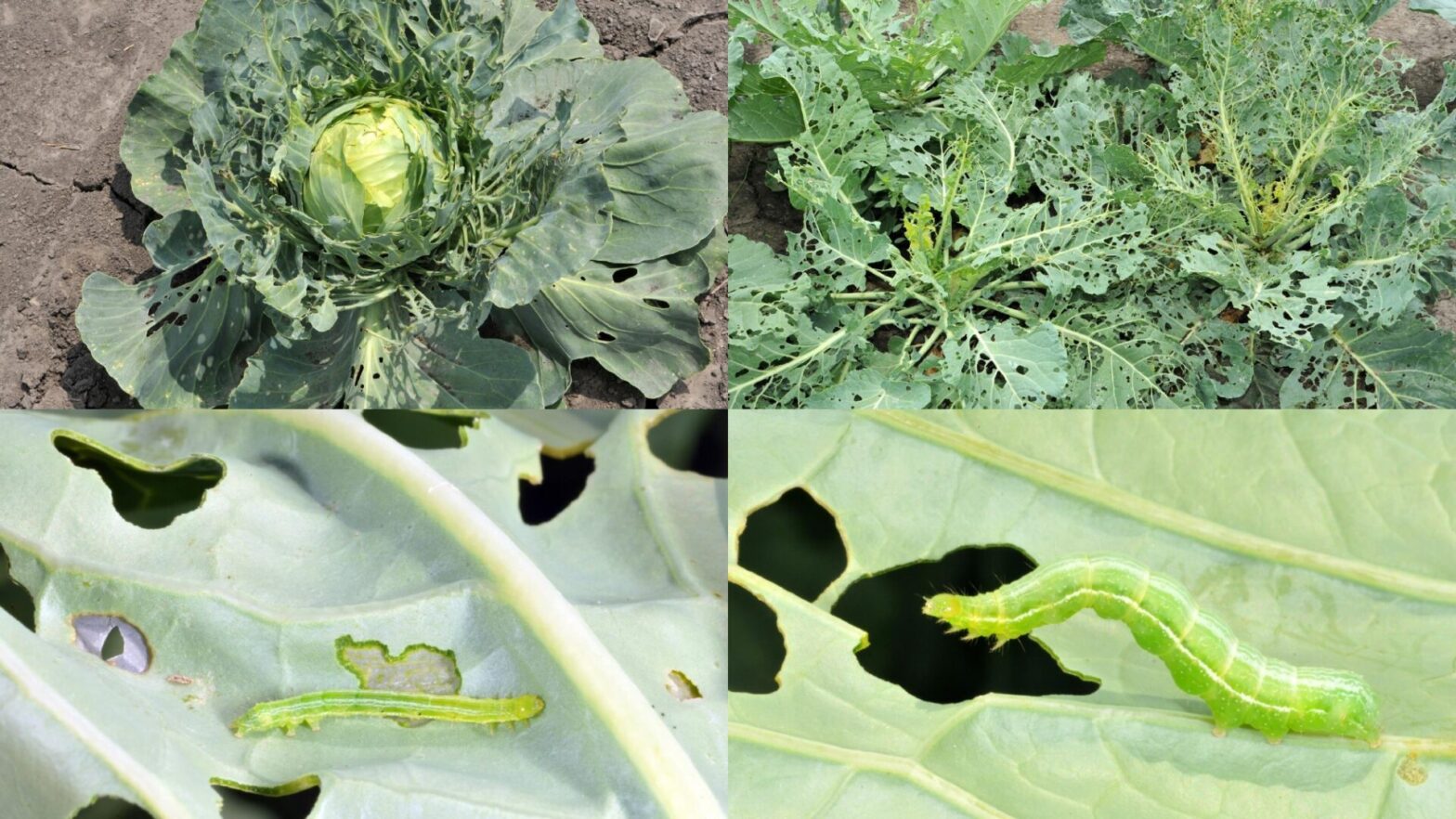 Insect Spotlight: Cabbage Looper | Purdue University Vegetable Crops ...