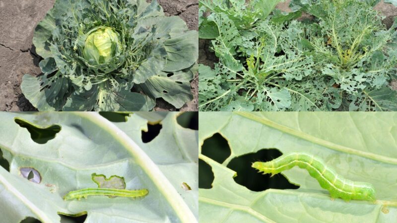 Insect Spotlight: Cabbage Looper | Purdue University Vegetable Crops ...