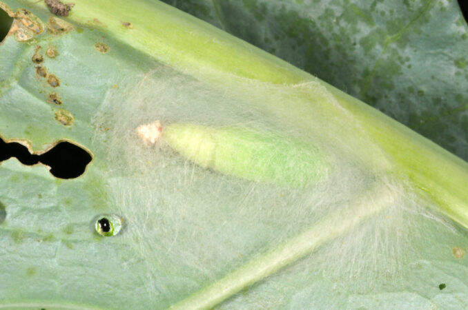 Insect Spotlight: Cabbage Looper | Purdue University Vegetable Crops ...