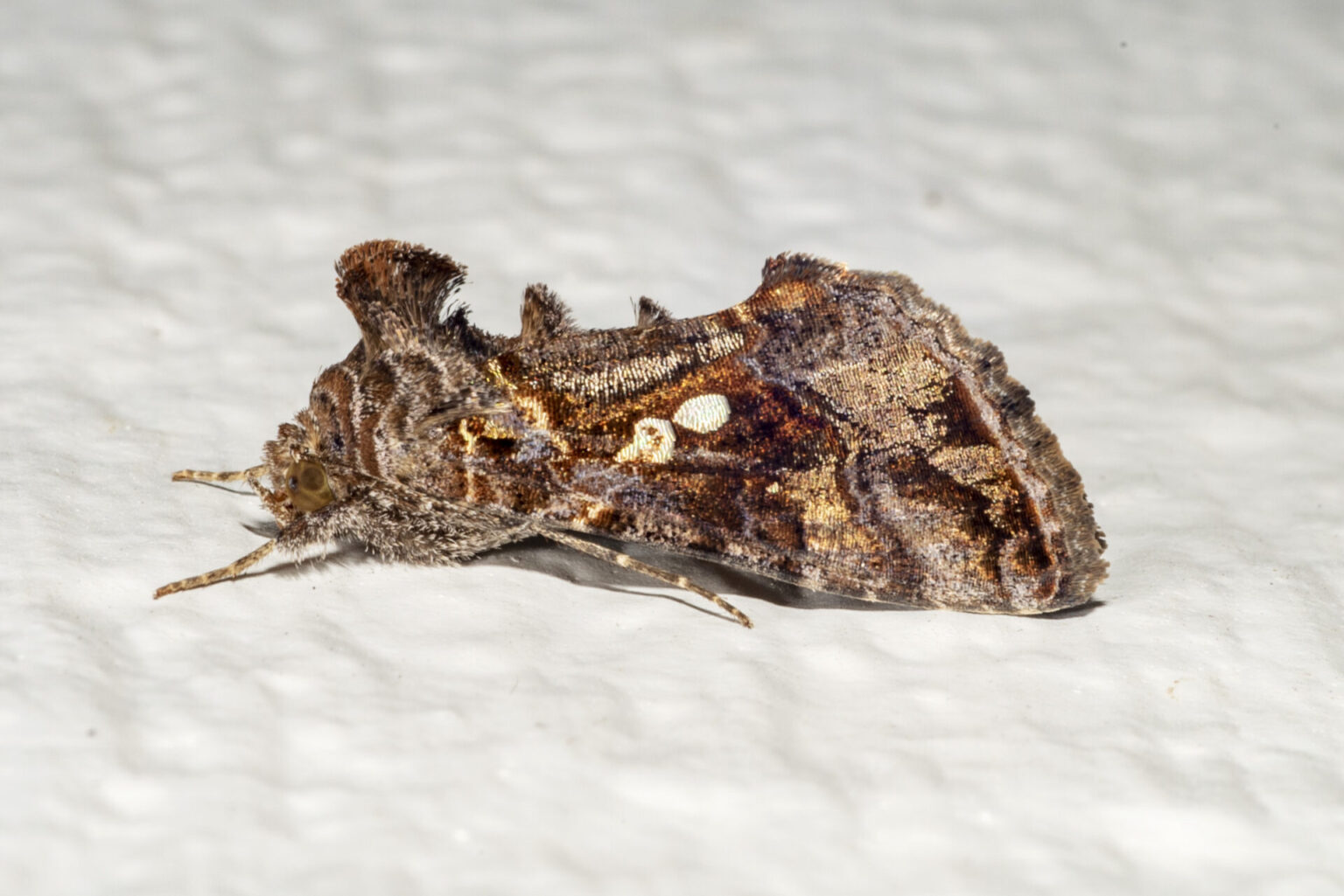 Insect Spotlight: Cabbage Looper | Purdue University Vegetable Crops ...