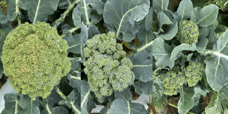 2025 Spring Broccoli Evaluation at the Southwest Purdue Agricultural ...