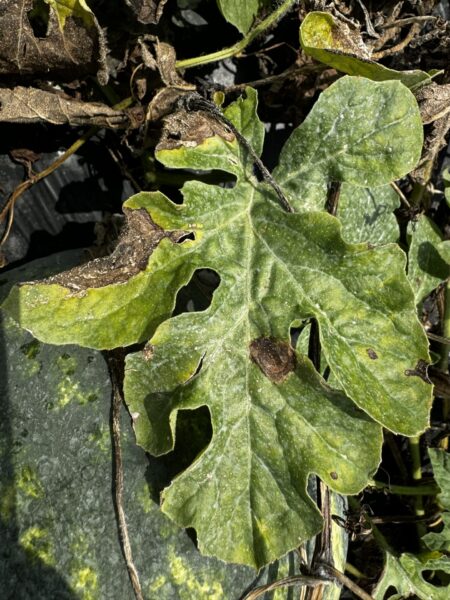 Disease Watch: Gummy Stem Blight, Anthracnose, and Phytophthora in ...