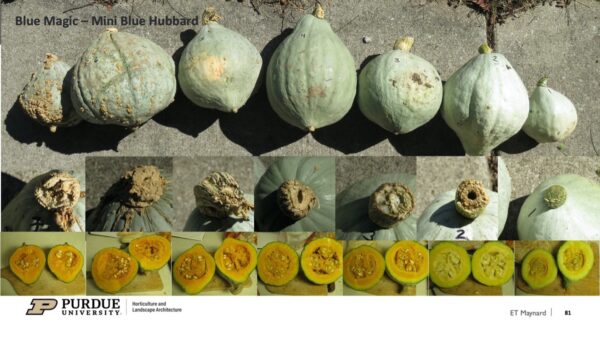 Maximizing Pumpkin Quality: From Harvest to Storage | Purdue University ...