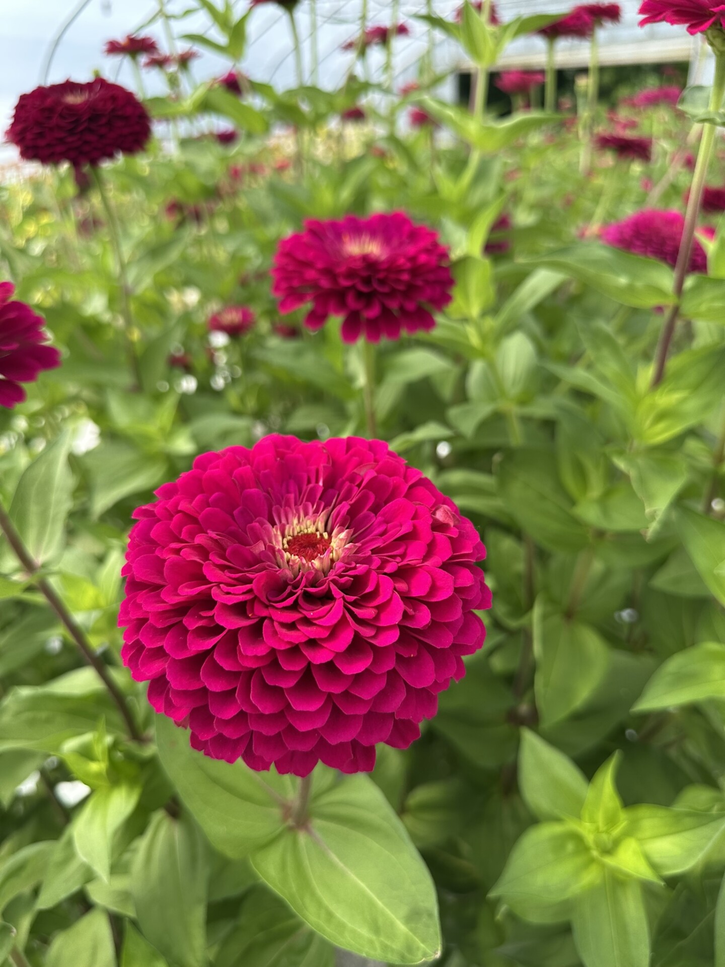 Free Diagnostic for Cut Flower Samples | Purdue University Vegetable ...